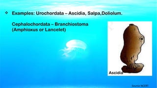 Class11 Biology Animal Kingdom Session 4 | PDF