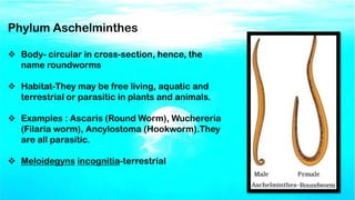 Class11 Biology Animal Kingdom Session 5 | PDF