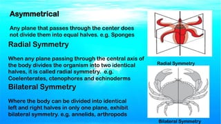 Class11 Biology Animal Kingdom Session 6 | PDF
