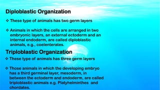 Class11 Biology Animal Kingdom Session 6 | PPT