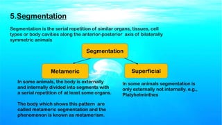 Class11 Biology Animal Kingdom Session 6 | PPT