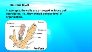 Class11 Biology Animal Kingdom Session 6 | PPT