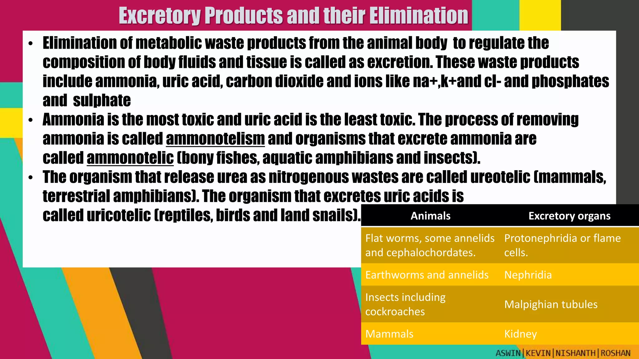 class 11 biology excreation ppt.pptx