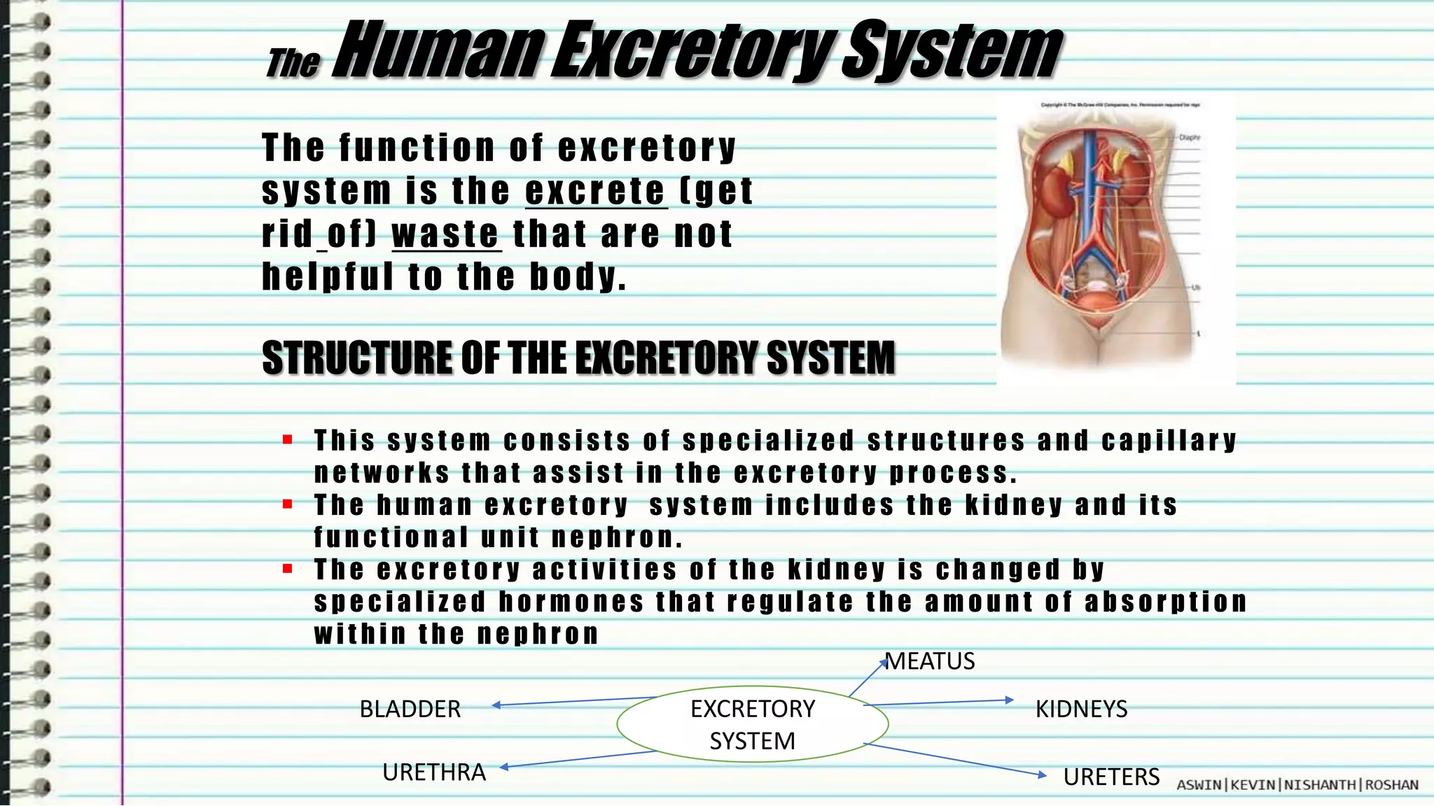 class 11 biology excreation ppt.pptx