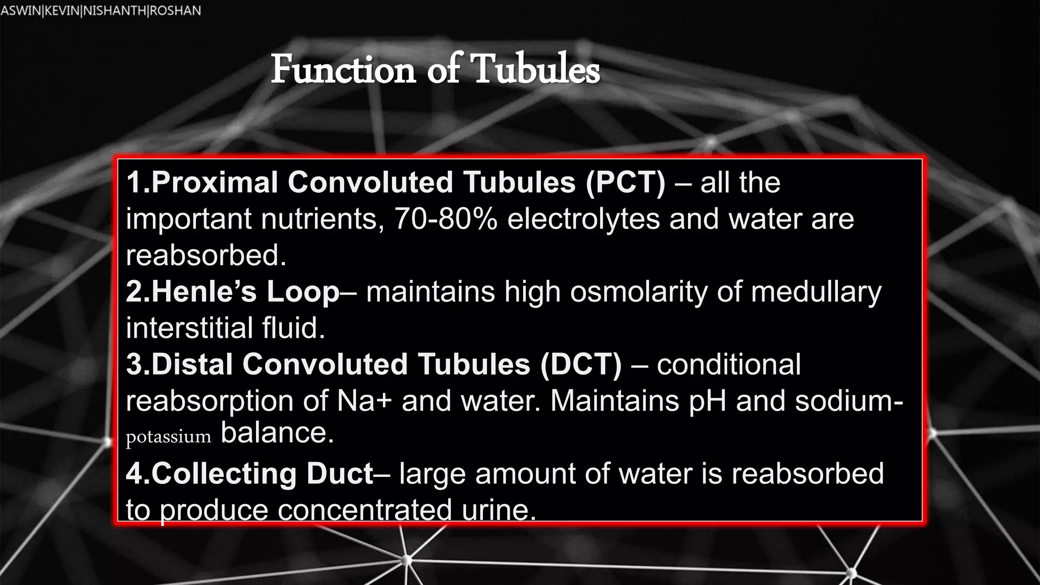 class 11 biology excreation ppt.pptx