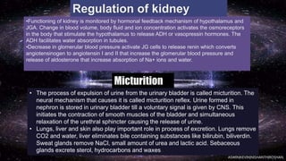 class 11 biology excreation ppt.pptx