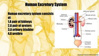 class 11 biology excreation ppt.pptx