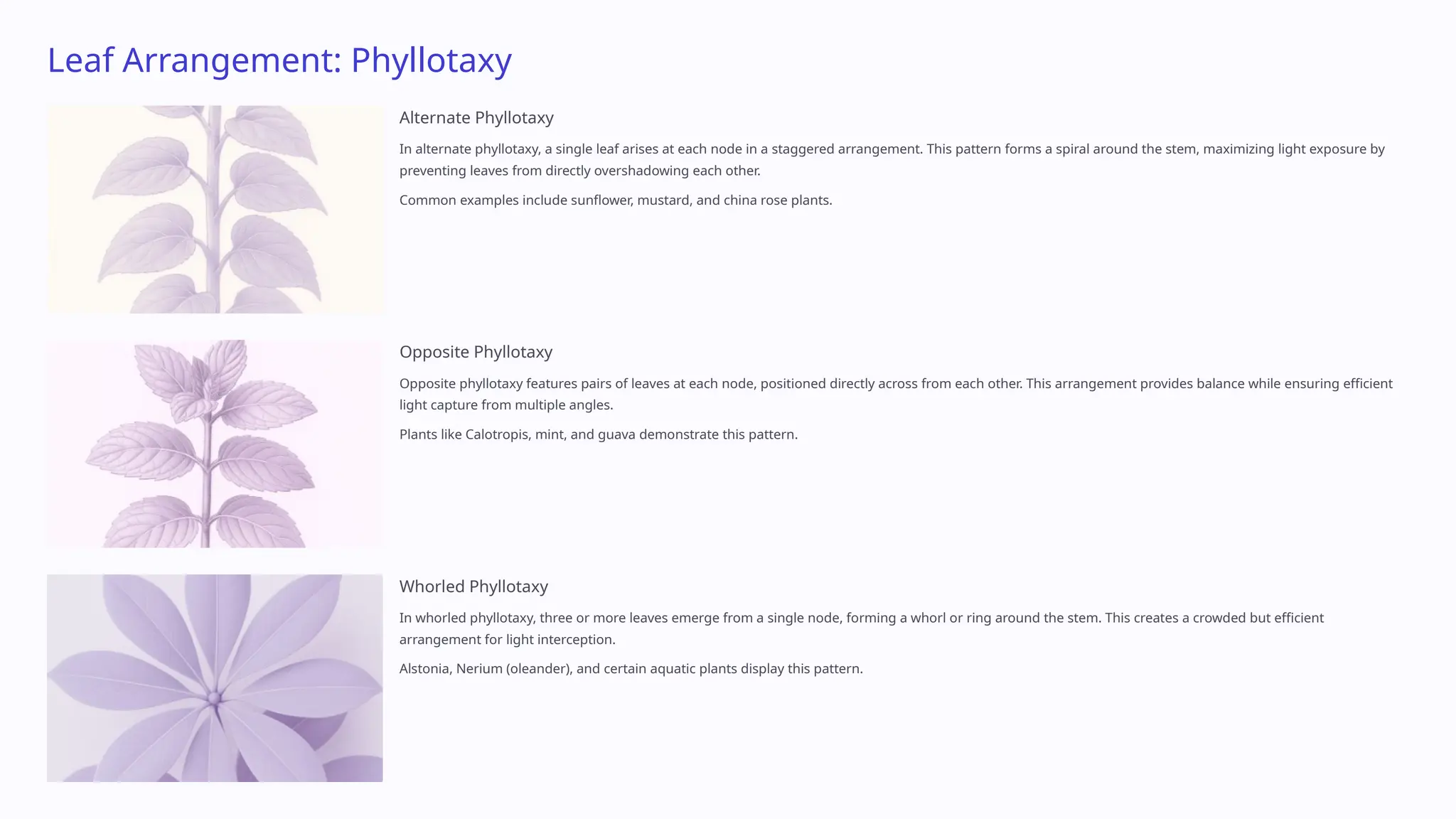 Class_11_Biology_PPT_Chapter_5_Morphology_of_Flowering_Plants.pptx