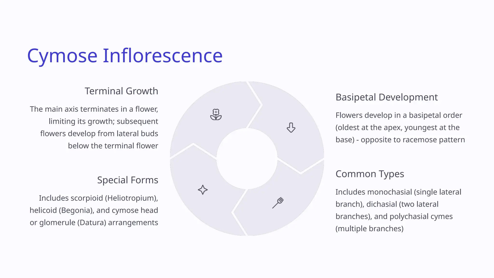 Class_11_Biology_PPT_Chapter_5_Morphology_of_Flowering_Plants.pptx