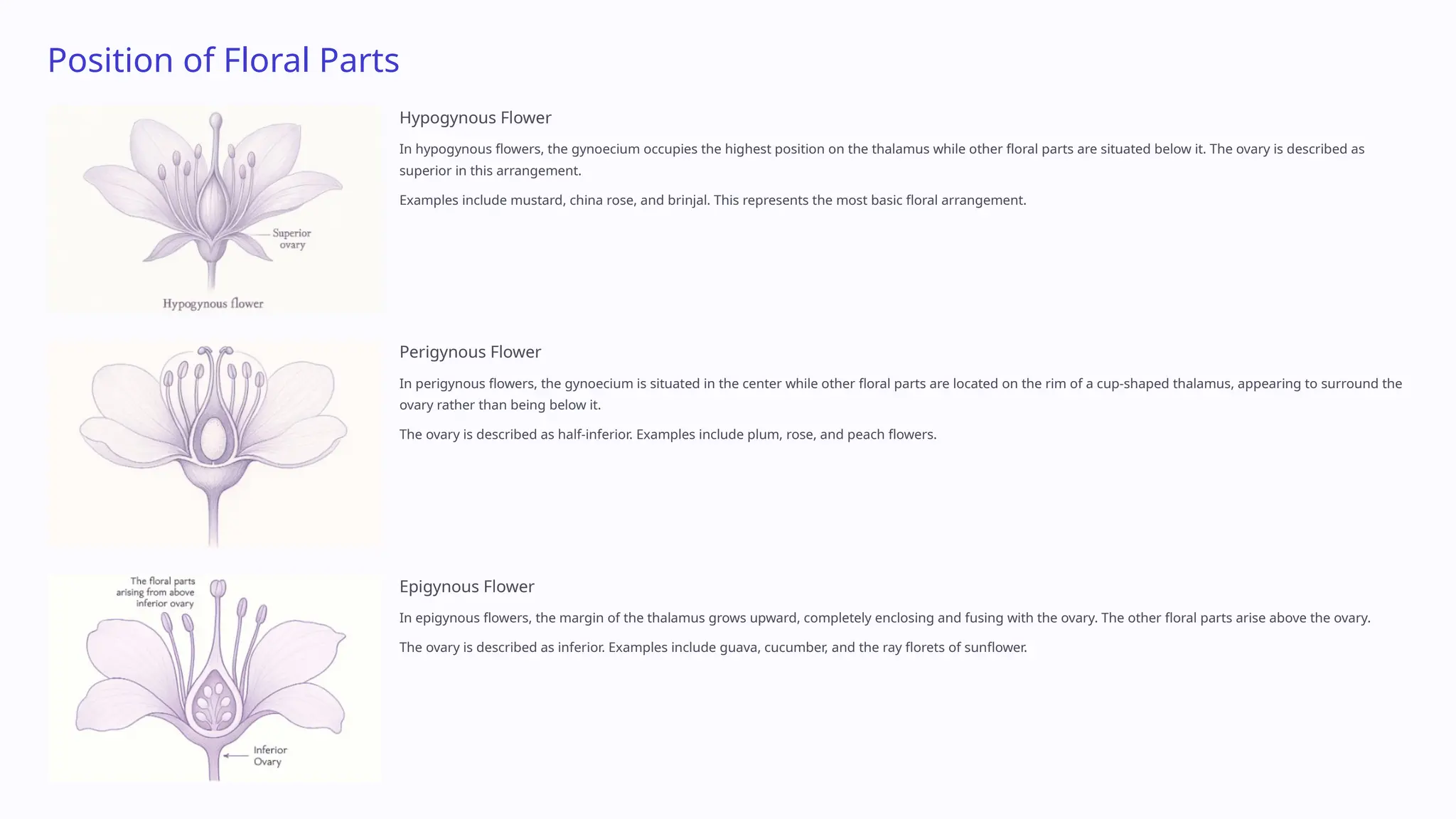 Class_11_Biology_PPT_Chapter_5_Morphology_of_Flowering_Plants.pptx