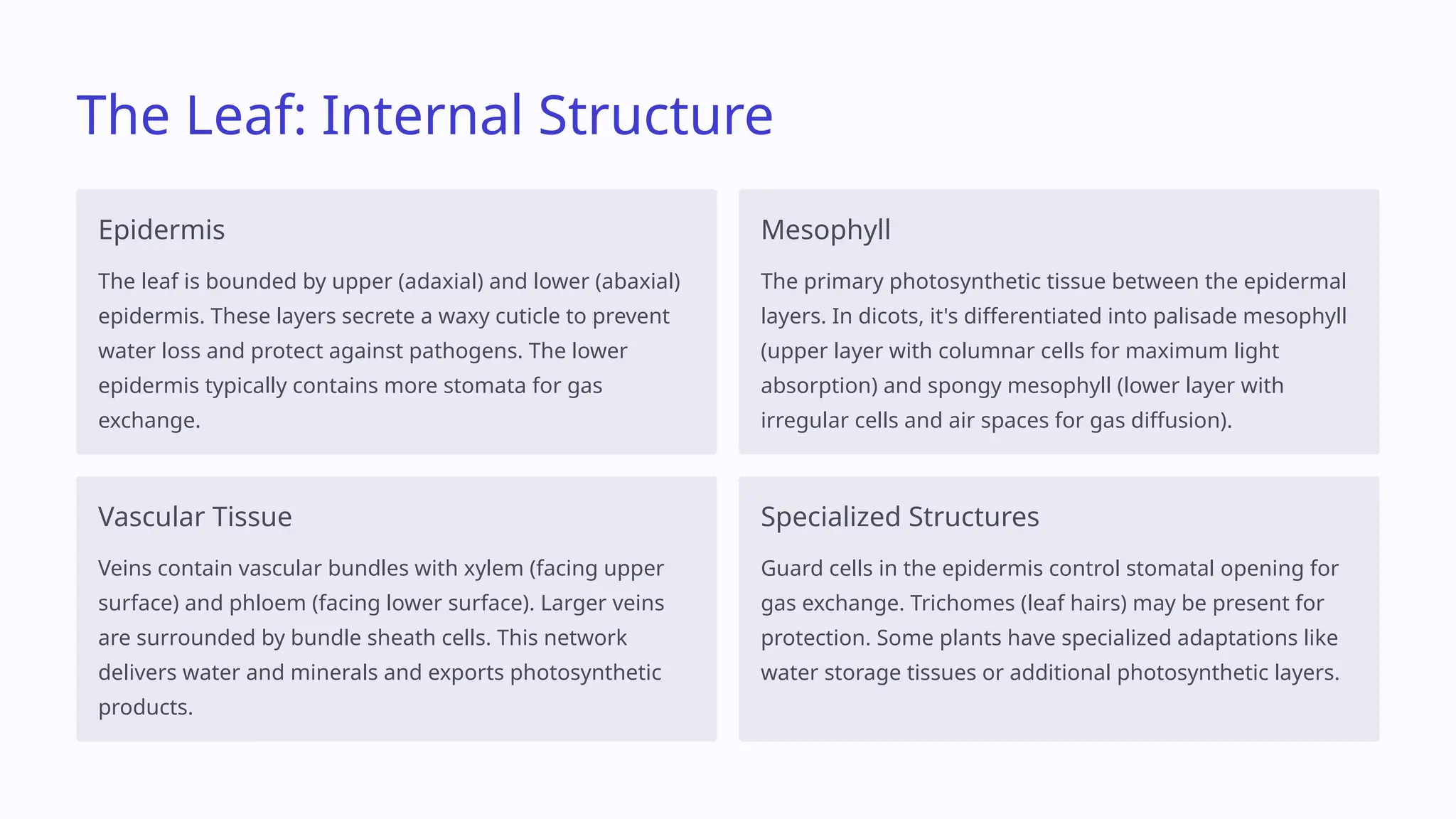 Class_11_Biology_PPT_Chapter_5_Morphology_of_Flowering_Plants.pptx