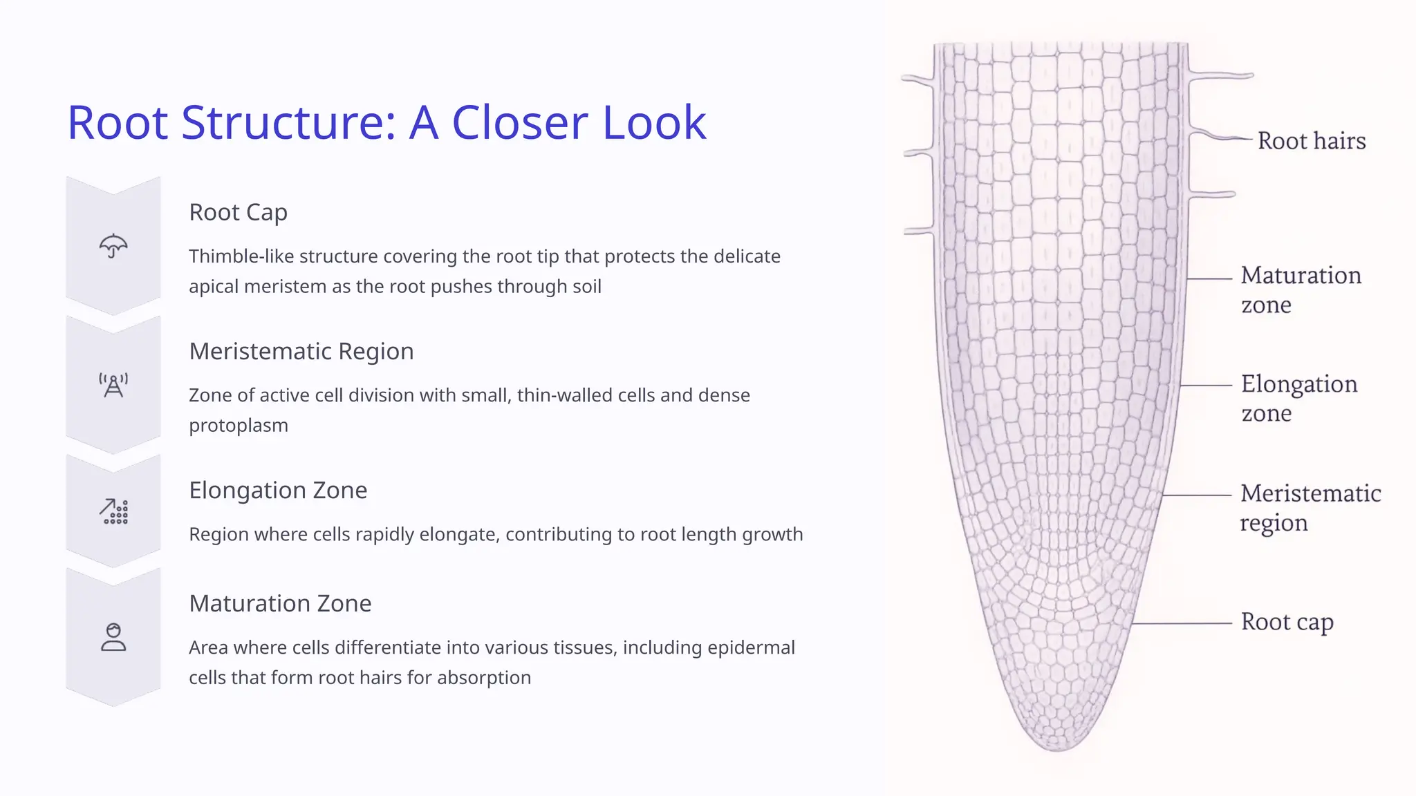 Class_11_Biology_PPT_Chapter_5_Morphology_of_Flowering_Plants.pptx