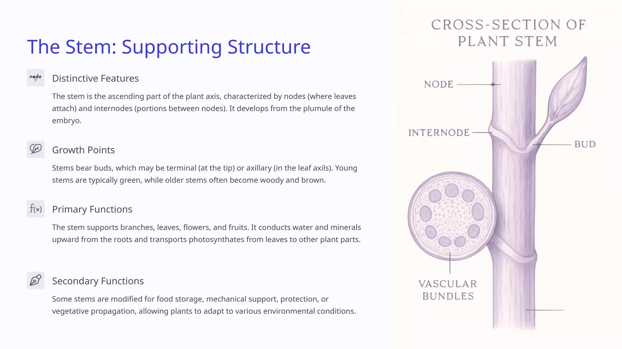 Class_11_Biology_PPT_Chapter_5_Morphology_of_Flowering_Plants.pptx