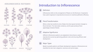 Class_11_Biology_PPT_Chapter_5_Morphology_of_Flowering_Plants.pptx