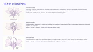 Class_11_Biology_PPT_Chapter_5_Morphology_of_Flowering_Plants.pptx