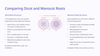 Class_11_Biology_PPT_Chapter_5_Morphology_of_Flowering_Plants.pptx