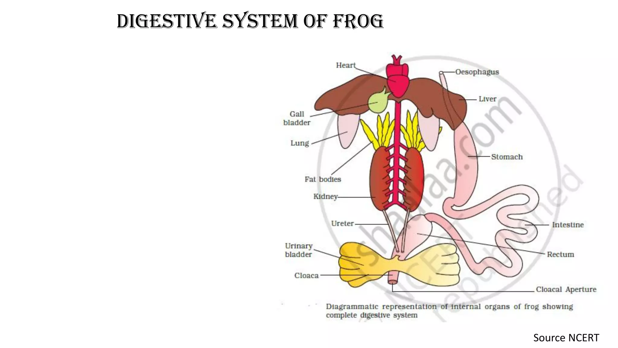 Class 11 Biology Structural Organisation in Animals | PDF