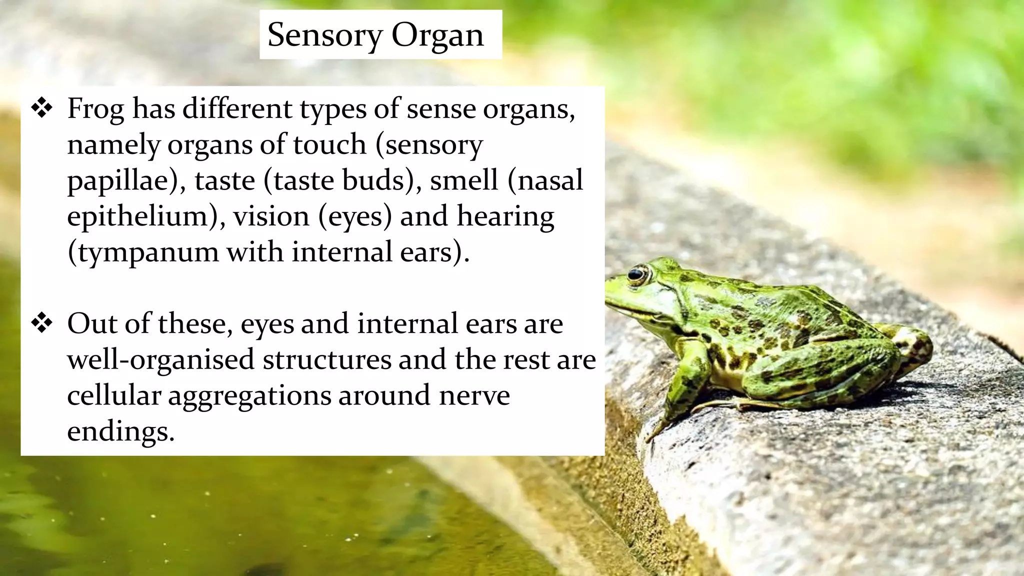 Class 11 Biology Structural Organisation in Animals | PDF