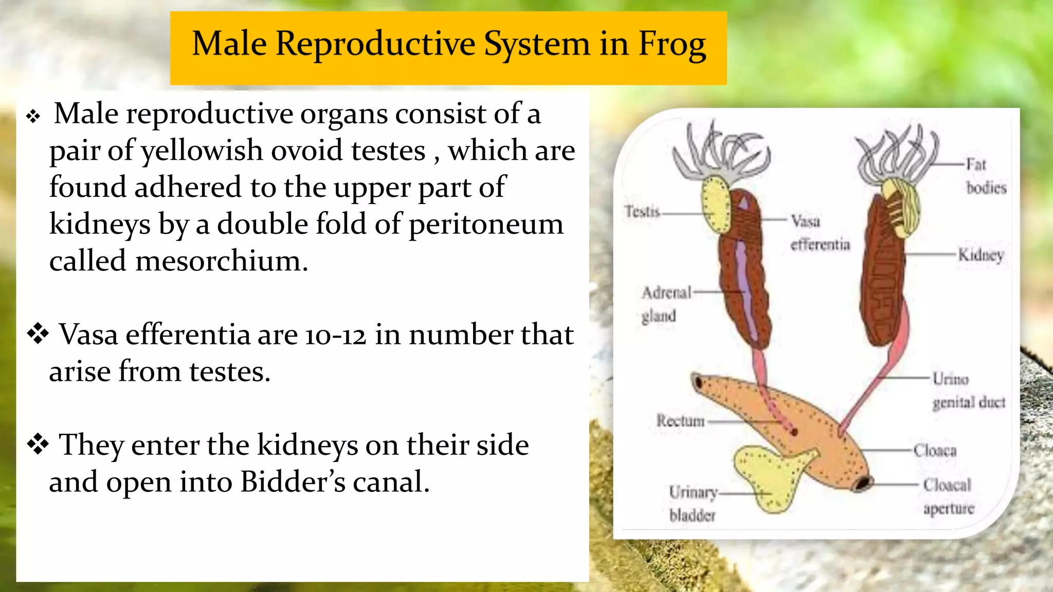 Class 11 Biology Structural Organisation in Animals | PDF