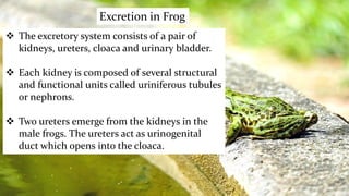 Class 11 Biology Structural Organisation in Animals | PDF