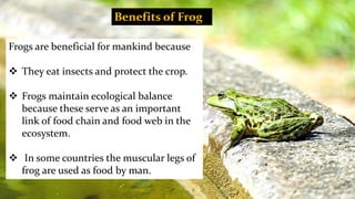 Class 11 Biology Structural Organisation in Animals | PDF