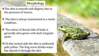 Class 11 Biology Structural Organisation in Animals | PDF