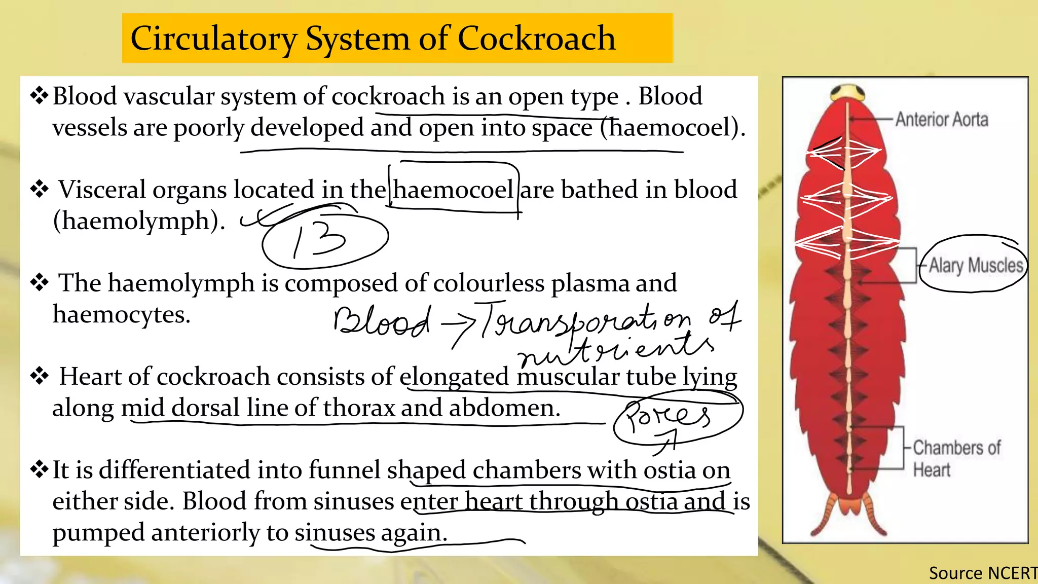Class 11 Biology Structural Organisation in Animals (2) | PDF