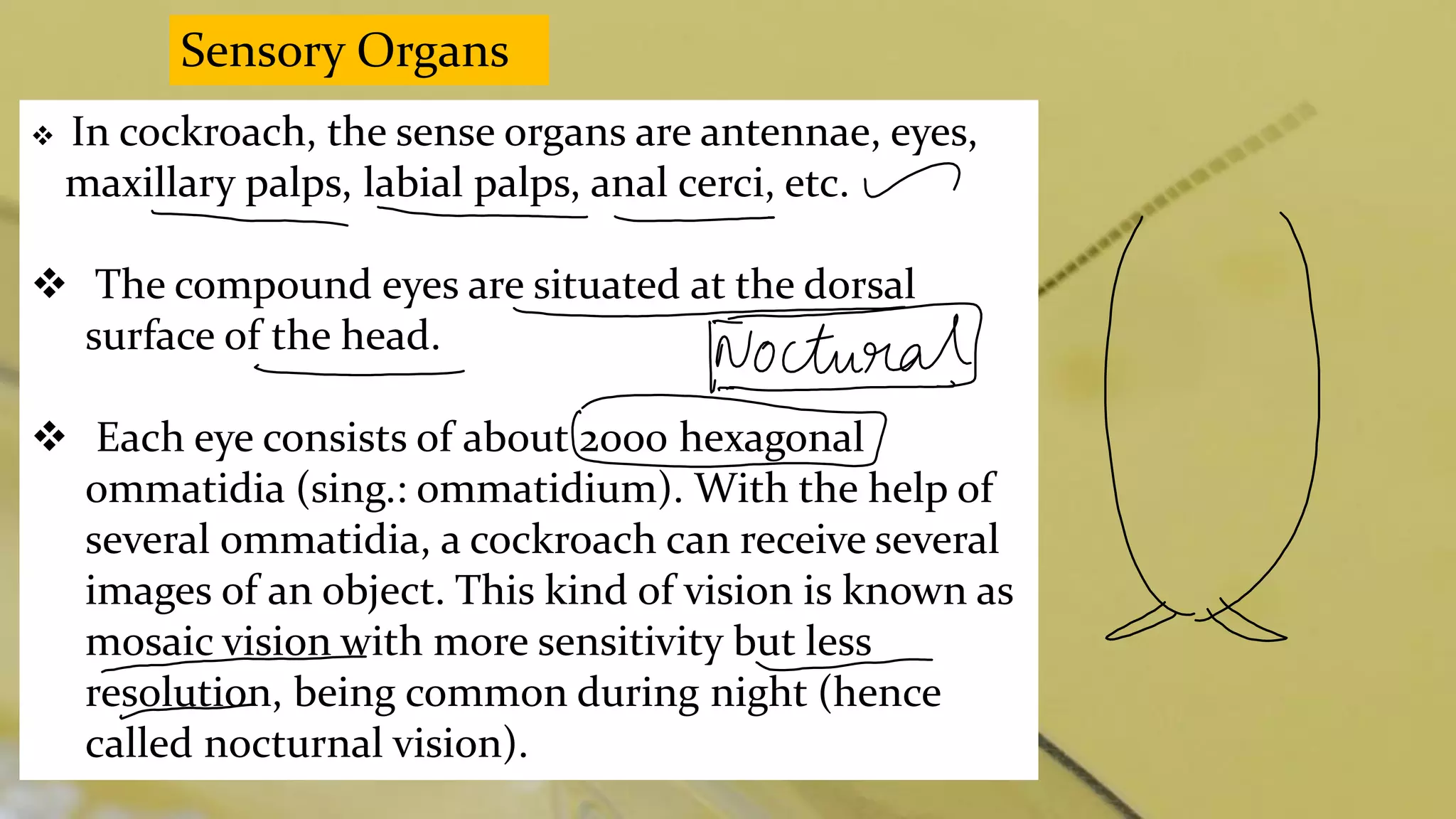 Class 11 Biology Structural Organisation in Animals (2) | PDF