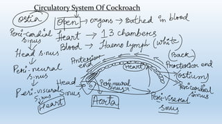 Class 11 Biology Structural Organisation in Animals (2) | PDF