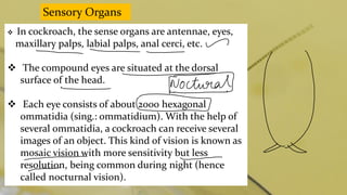 Class 11 Biology Structural Organisation in Animals (2) | PDF