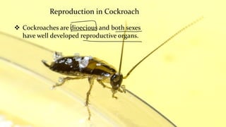 Class 11 Biology Structural Organisation in Animals (2) | PPT