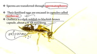 Class 11 Biology Structural Organisation in Animals (2) | PPT