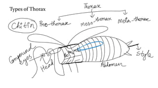 Class 11 Biology Structural Organisation in Animals (2) | PPT