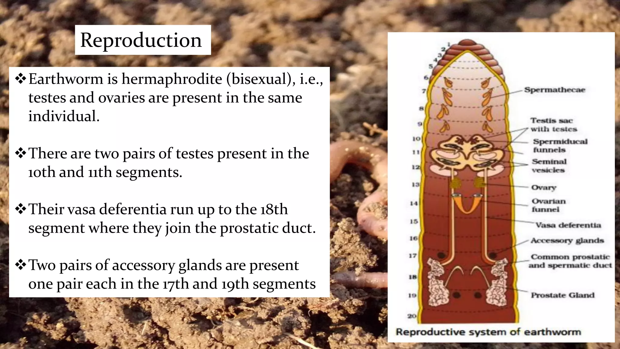 Class 11 Biology Structural Organisation in Animals (3) | PDF