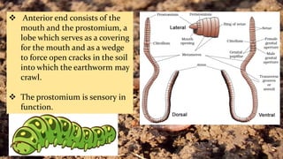 Class 11 Biology Structural Organisation in Animals (3) | PDF