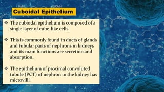 Class 11 Biology Structural Organisation in Animals (4) | PDF