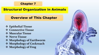 Class 11 Biology Structural Organisation in Animals (4) | PDF