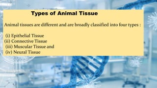 Class 11 Biology Structural Organisation in Animals (4) | PDF