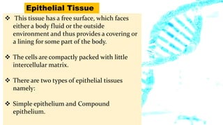 Class 11 Biology Structural Organisation in Animals (4) | PDF