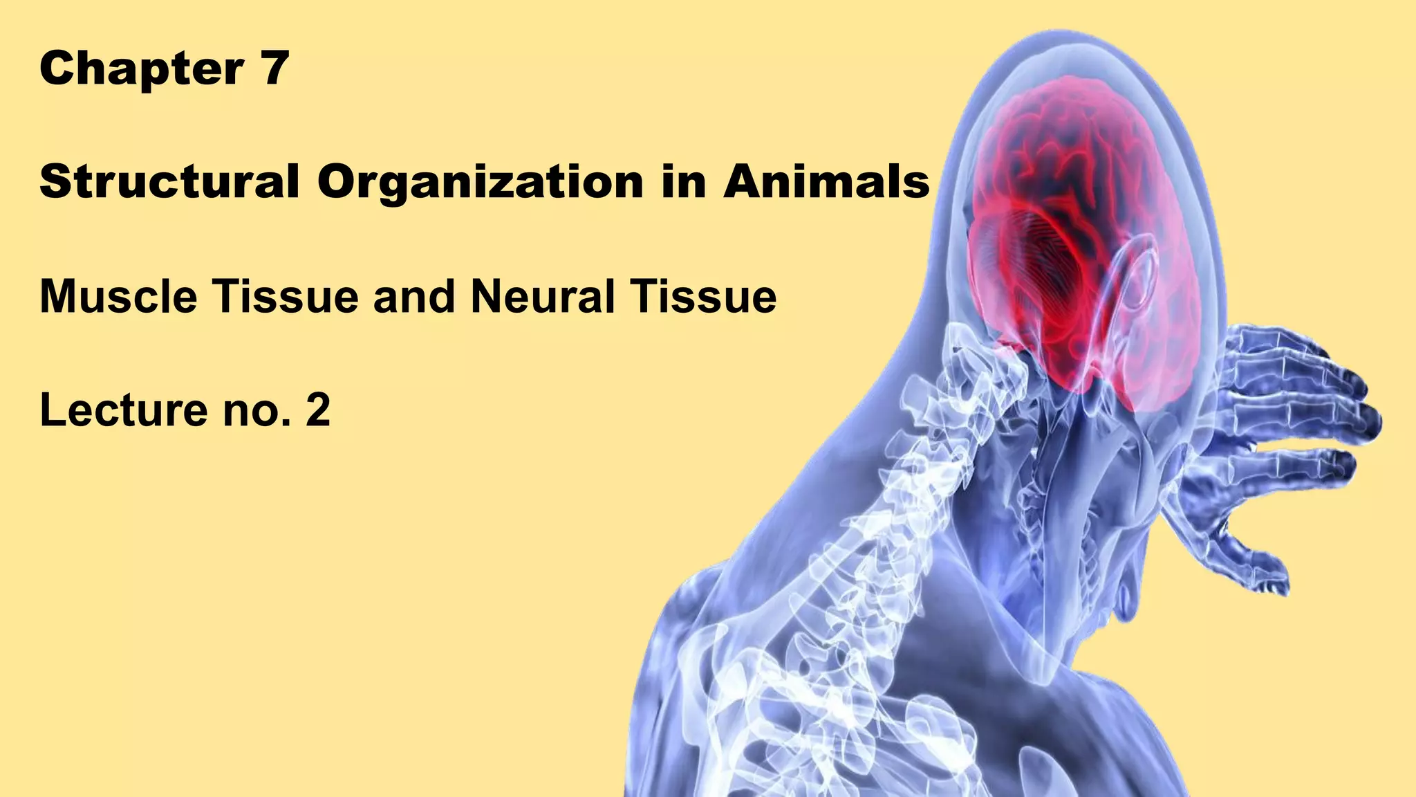 Class 11 Biology Structural Organisation in Animals (5) | PPT