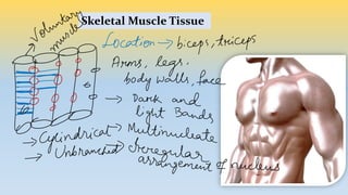Class 11 Biology Structural Organisation in Animals (5) | PDF