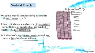 Class 11 Biology Structural Organisation in Animals (5) | PDF