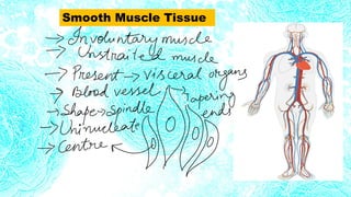 Class 11 Biology Structural Organisation in Animals (5) | PDF