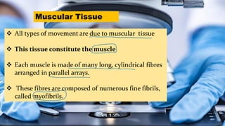 Class 11 Biology Structural Organisation in Animals (5) | PDF