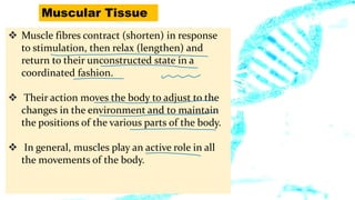 Class 11 Biology Structural Organisation in Animals (5) | PPT