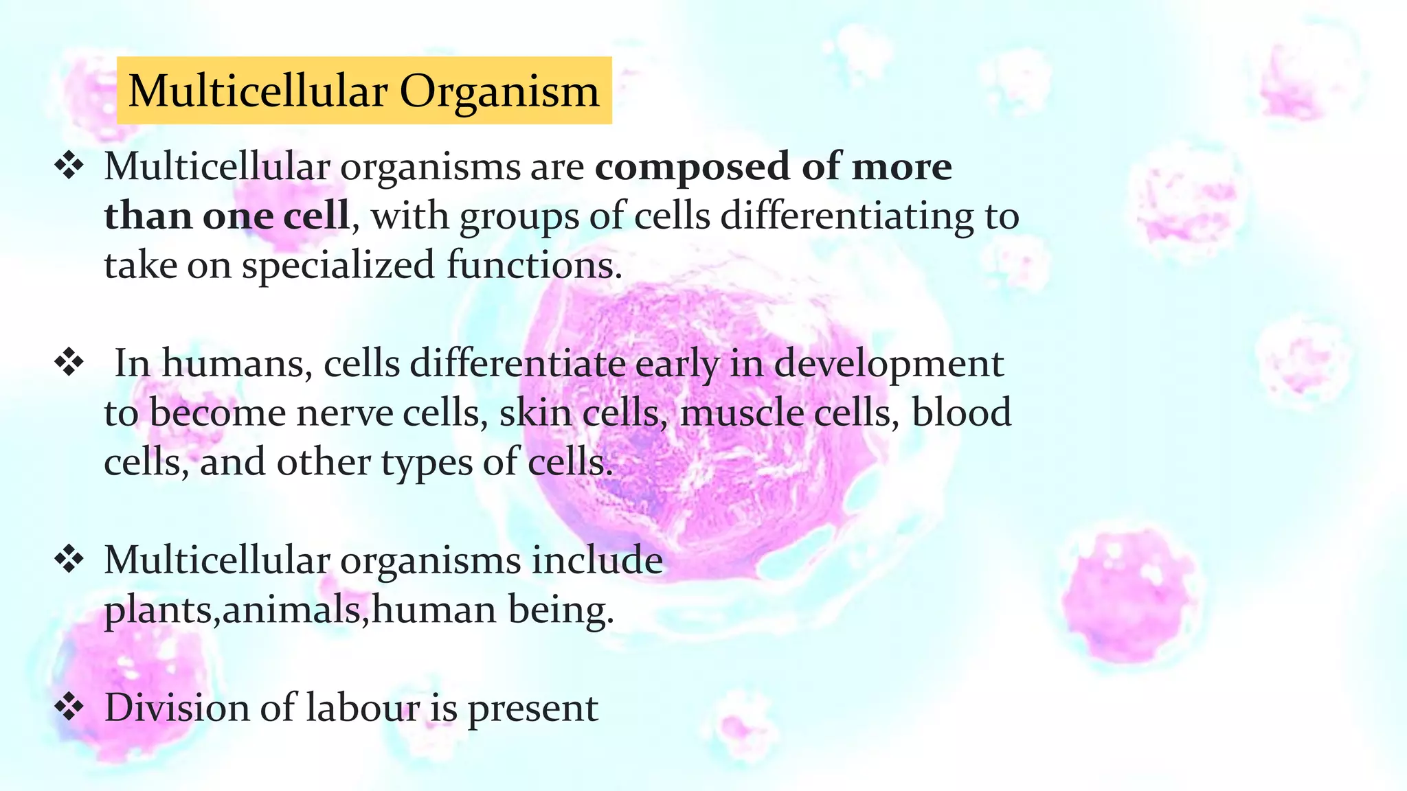 Class 11 Biology Structural Organisation in Animals (6) | PDF
