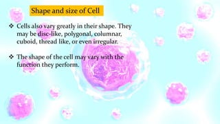 Class 11 Biology Structural Organisation in Animals (6) | PDF