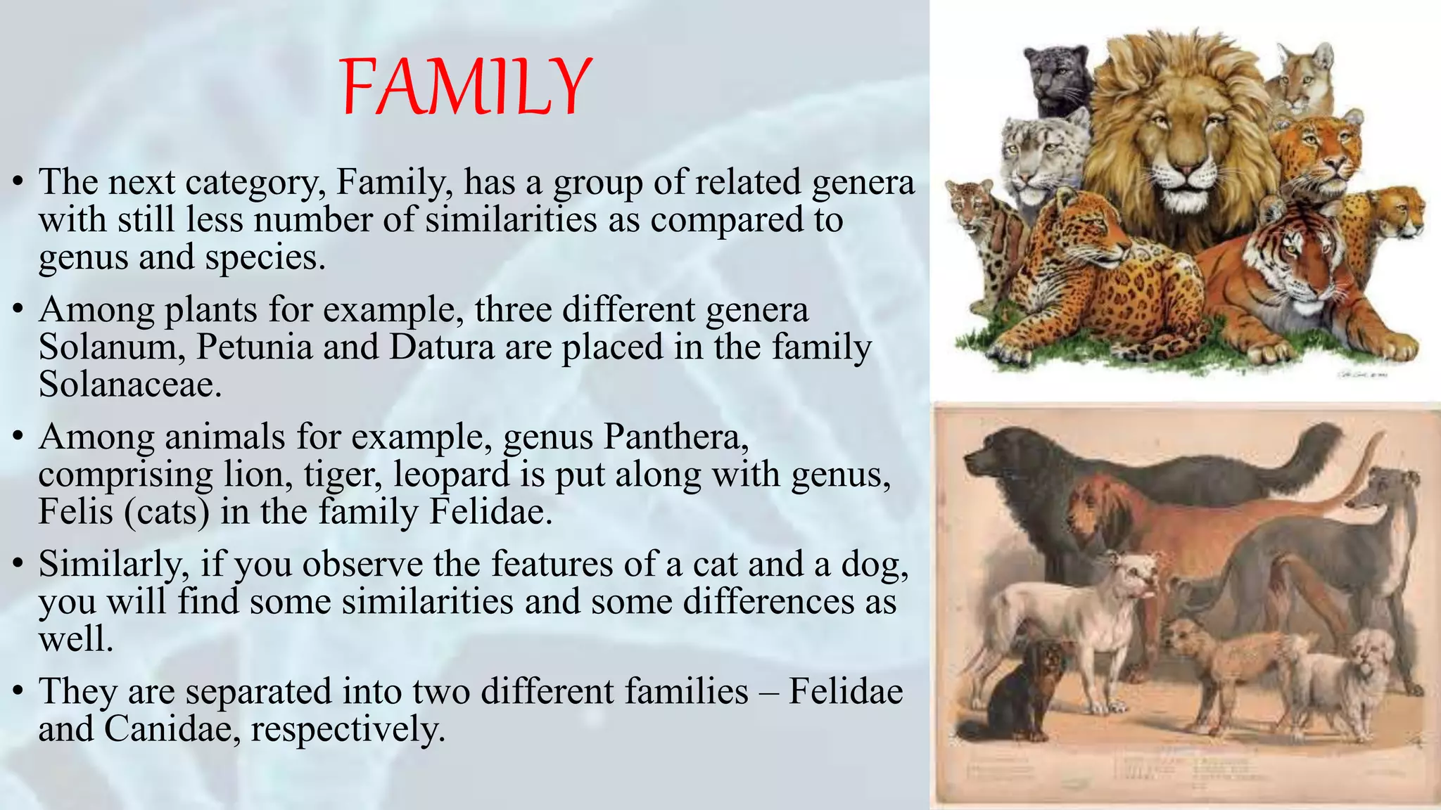 Class 11 Chapter 1 The Living World | PPTX