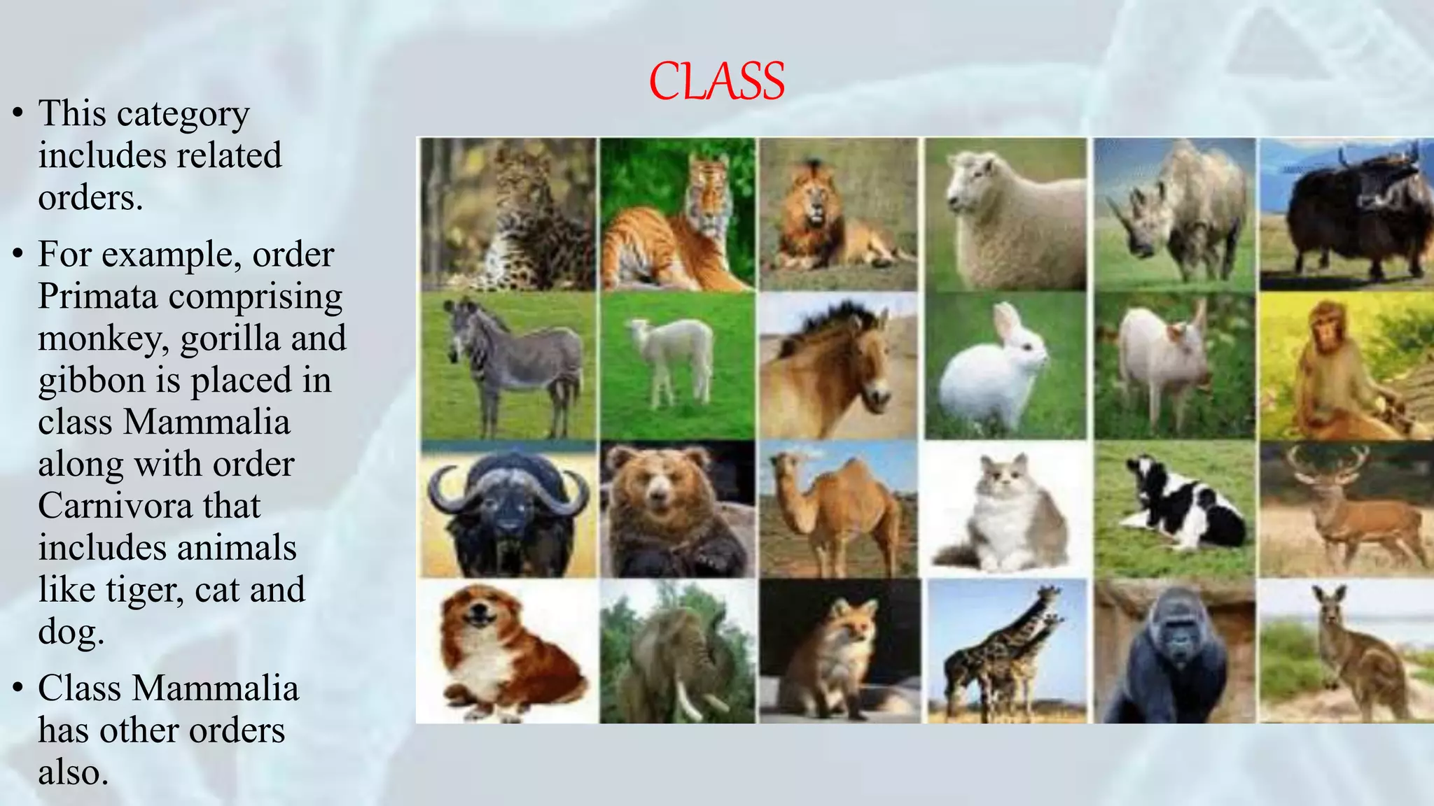 Class 11 Chapter 1 The Living World | PPTX