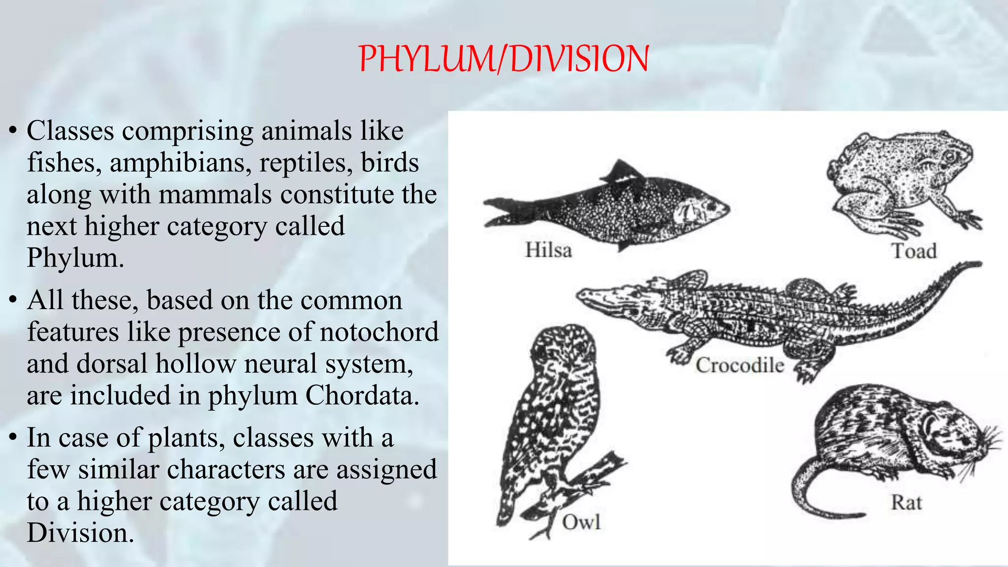 Class 11 Chapter 1 The Living World | PPTX